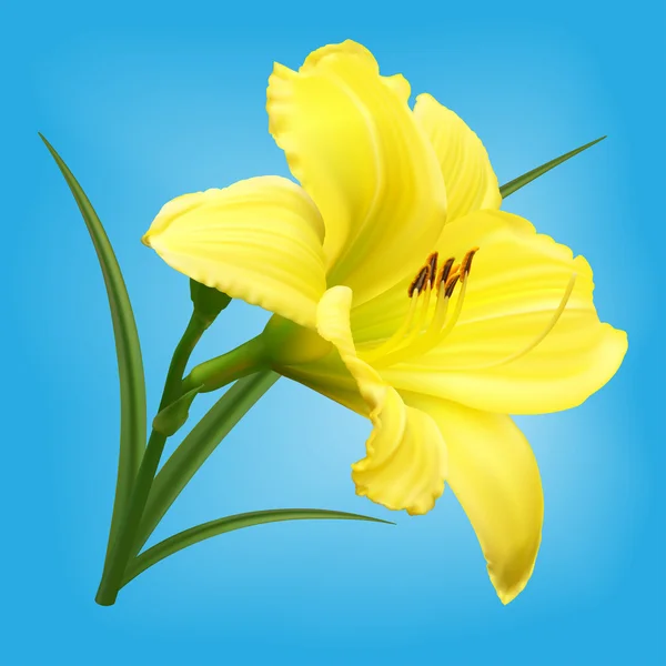 Yellow lily Vector Art Stock Images | Depositphotos