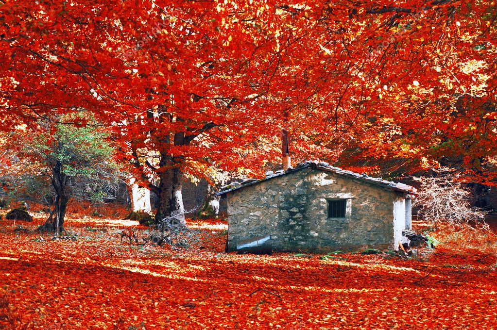 casa nella foresta d'autunno — Foto Stock © mimadeo #30546695