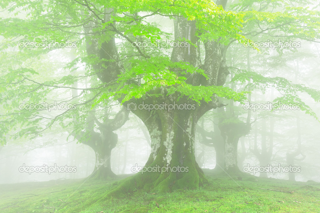 Forest with fog and beautiful light on spring Stock Photo by ©mimadeo ...