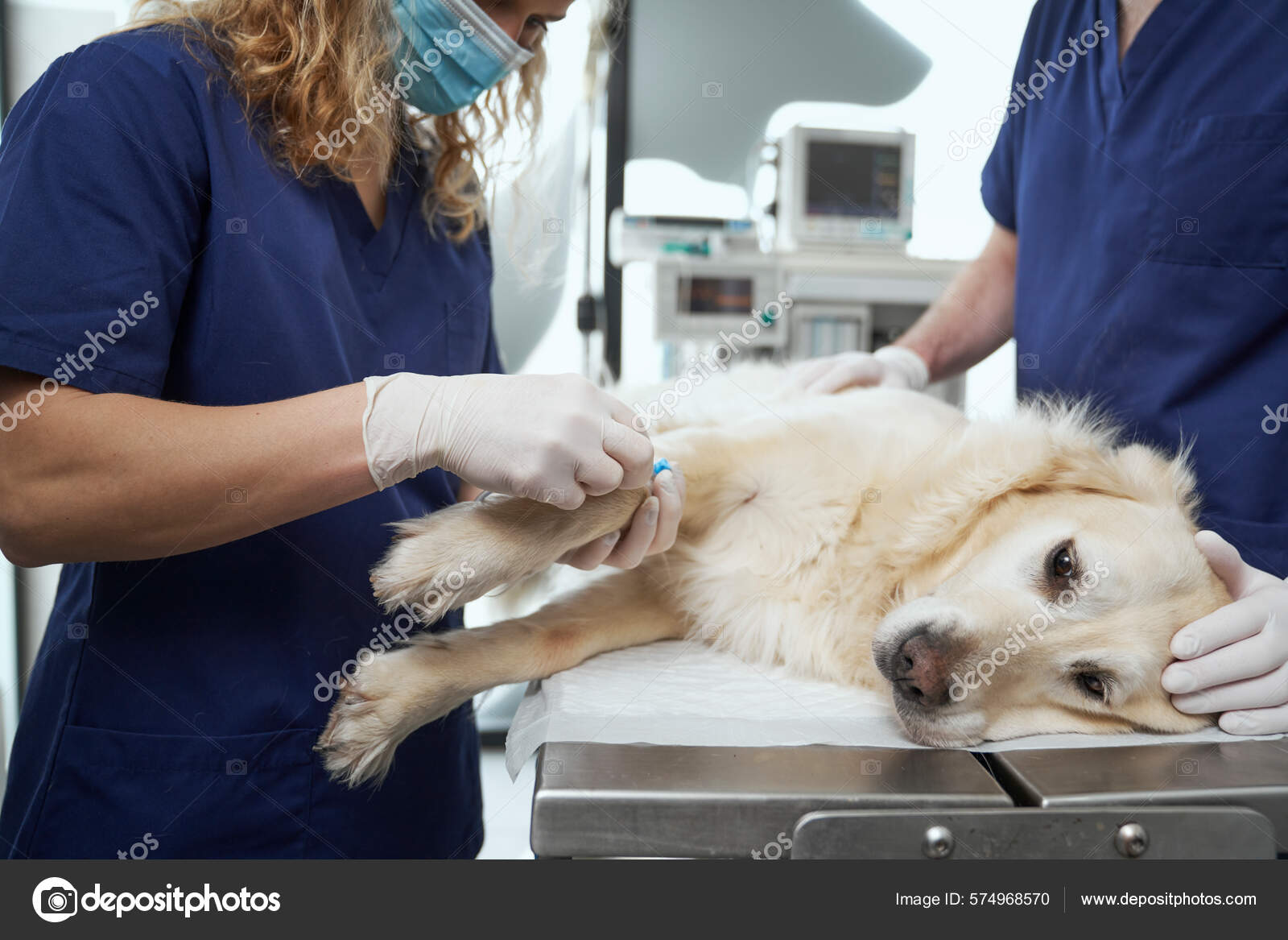 Can Dogs Get Iv Fluids