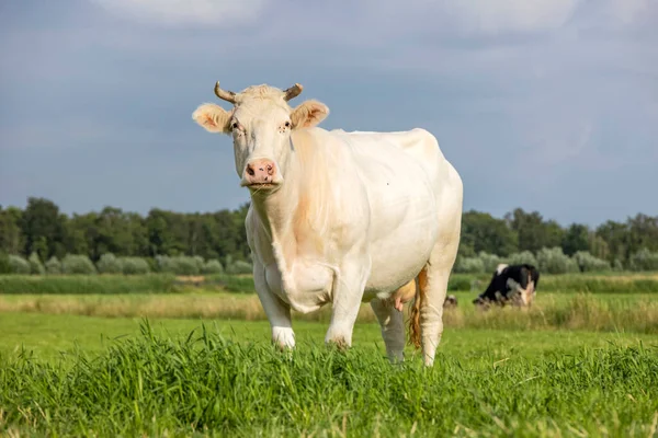 Picture of polish cow Stock Photos, Royalty Free Picture of polish cow ...