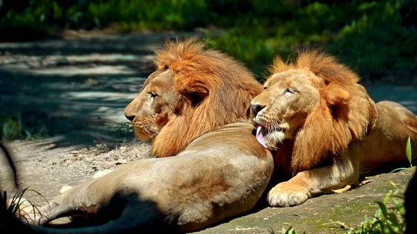 4 lions Stock Photos, Royalty Free 4 lions Images | Depositphotos