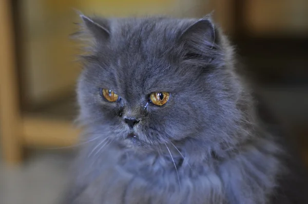 Adult persian grey cat — Stock Photo © CGVPics #35976295