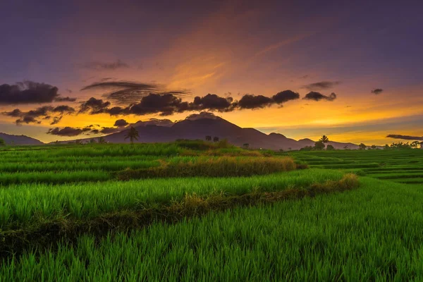 Rice field sunset Stock Photos, Royalty Free Rice field sunset Images ...