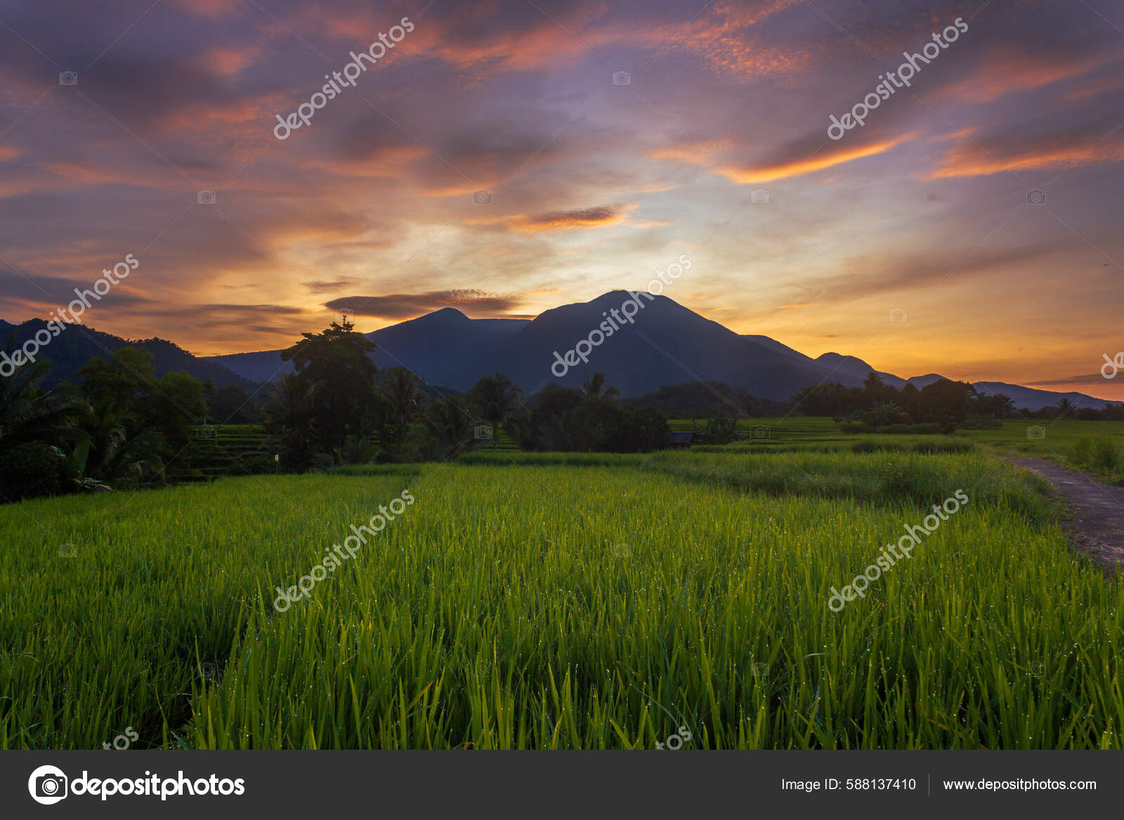 Indonesian Natural Panorama Morning Sun Rises Mountain Green Rice ...