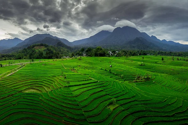 Rice fields indonesia Stock Photos, Royalty Free Rice fields indonesia ...
