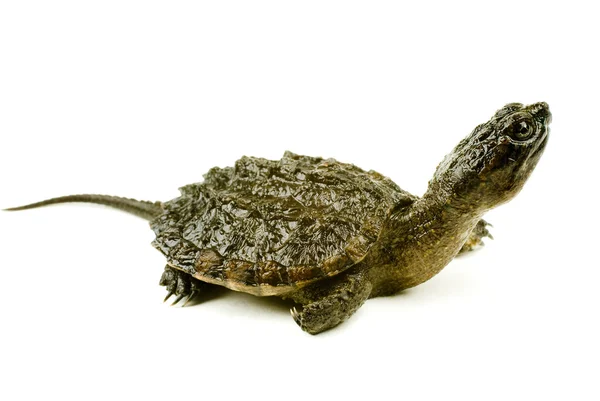 Baby snapping turtle Stock Photos, Royalty Free Baby snapping turtle ...