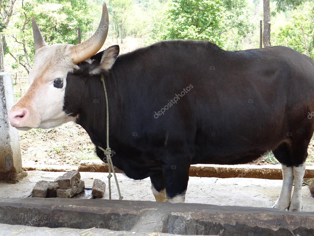 Mithun, reared as meat animal among the tribal people of North-Eastern ...