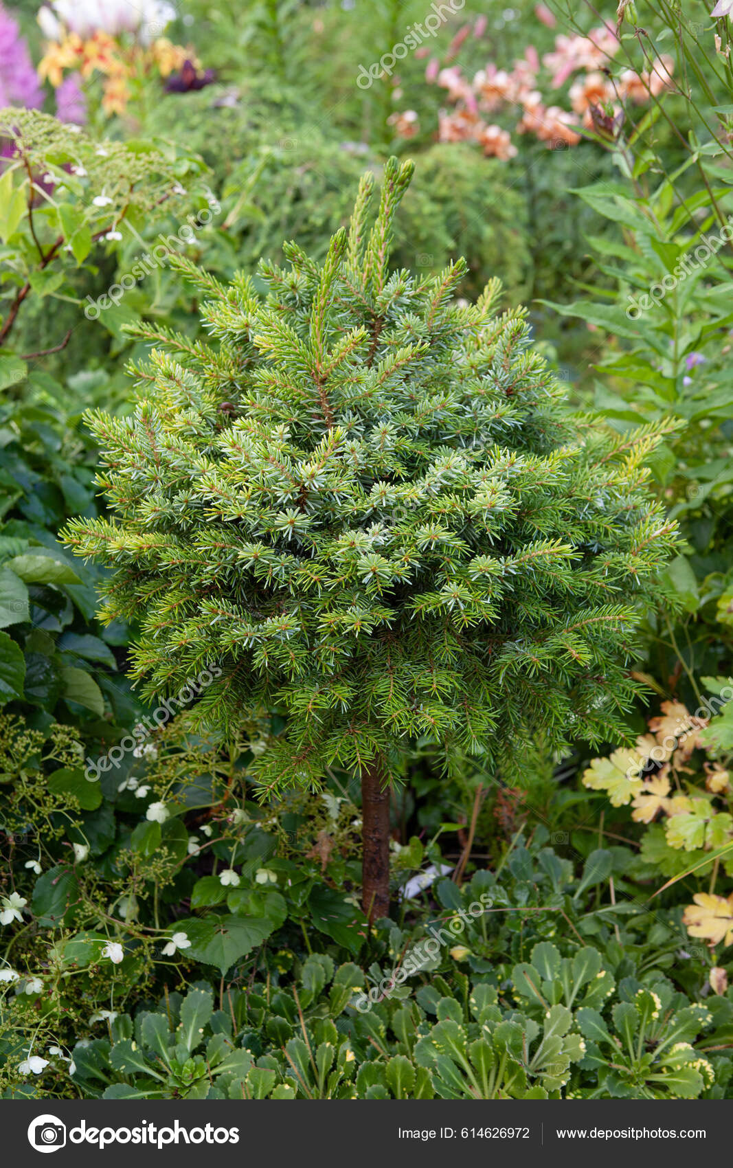 Little Pretty Picea Omorika Serbian Spruce Growing Flower Bed Northern ...