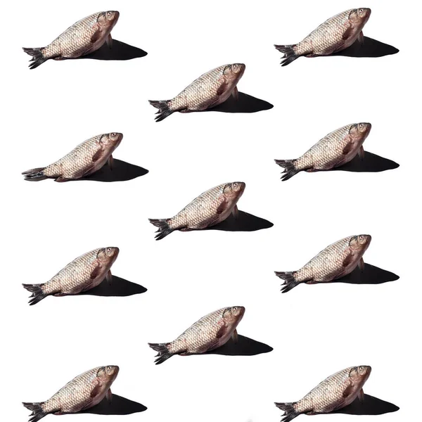 Poisson maigre images libres de droit, photos de Poisson maigre ...