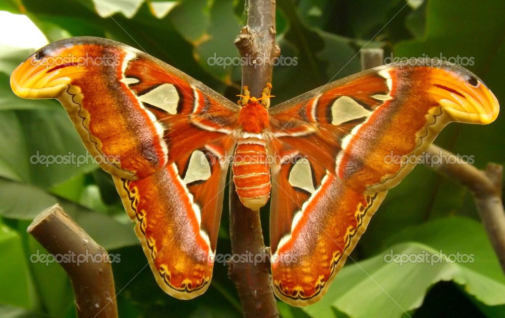 Atlas or Snakehead Moth — Stock Photo © cnb74 #31241903