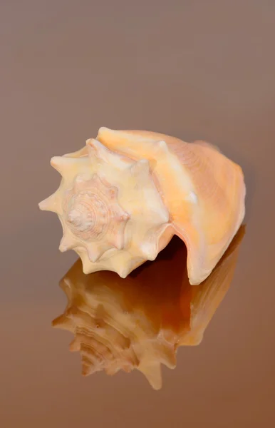 Shell plating Stock Photos, Royalty Free Shell plating Images ...