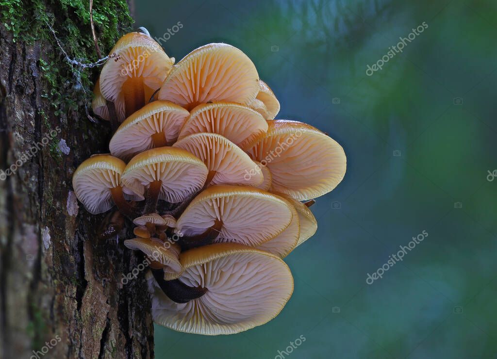 Hongos Enoki flammulina velutipes sobre fondo de árbol 2023