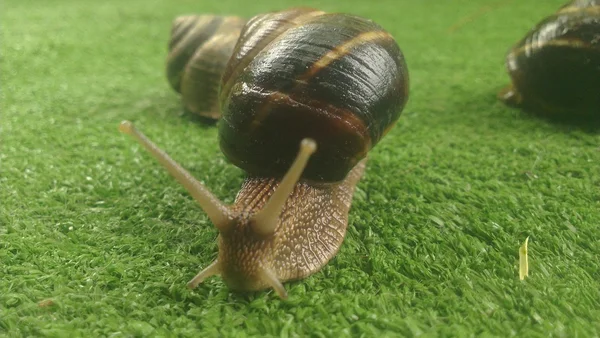 Escargots terrestres pulmonaires Stock Photos, Royalty Free Escargots ...