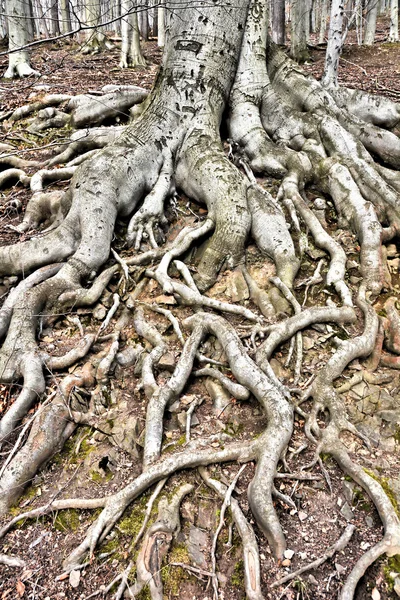 Tree Roots - Stock Image - Everypixel