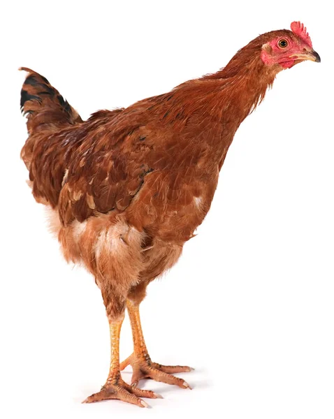 Chiken Stock Photos, Royalty Free Chiken Images | Depositphotos