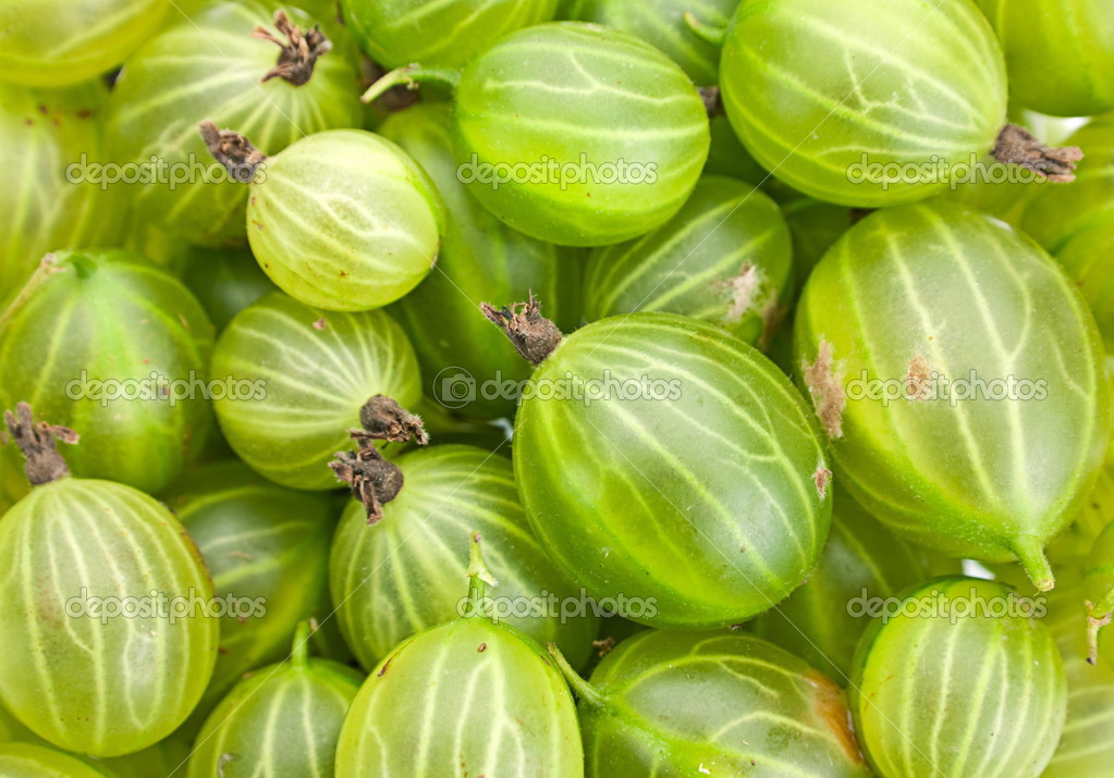 Groselha verde — Fotografias de Stock © jimbo3904 #22341633