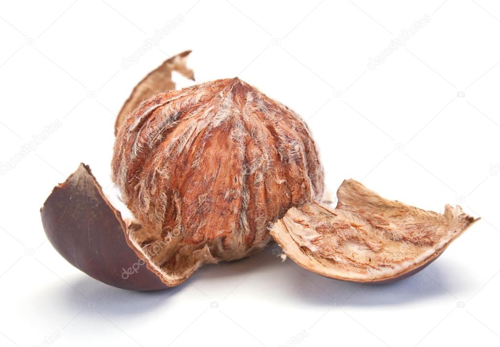 Brown chestnut Stock Photo by ©jimbo3904 22342687