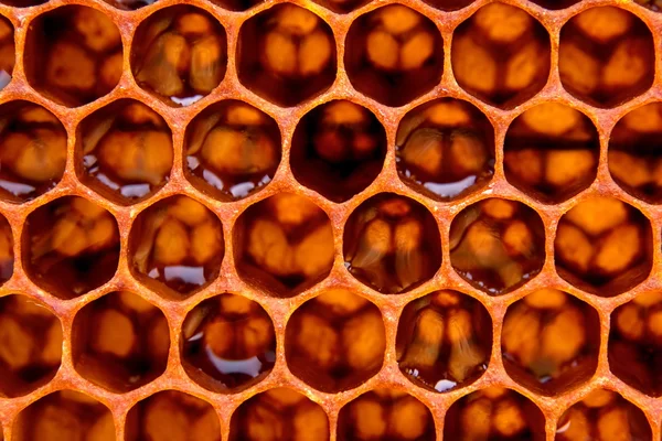 Honeycomb structure — Stock Photo © jimbo3904 #22492453 Honeycomb structure — Stock Photo © jimbo3904 #22492453