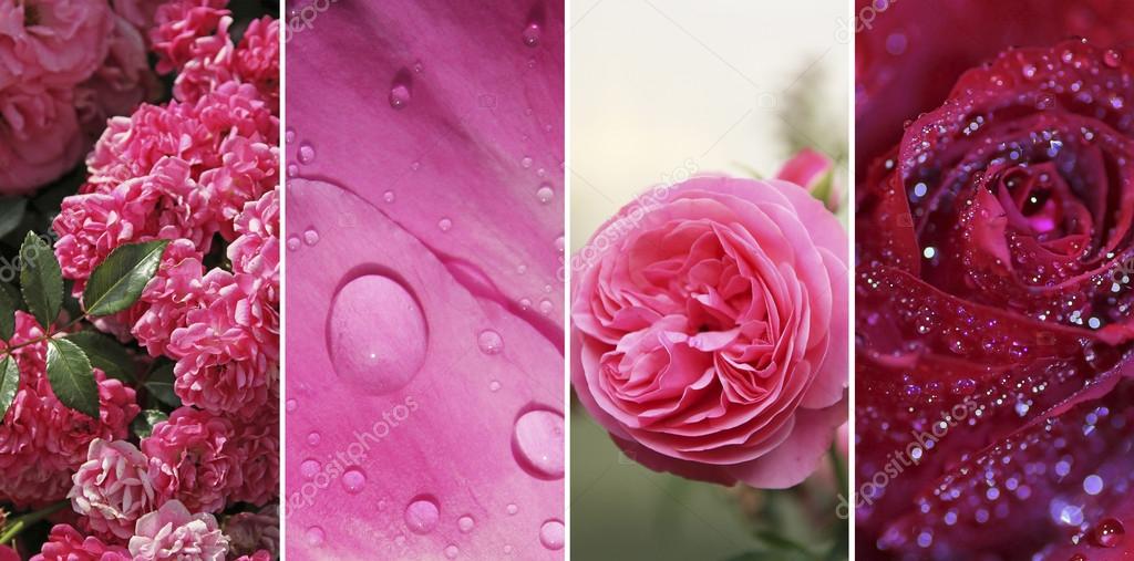 Collage of pink and red Roses — Stock Photo © SusaZoom #22078287