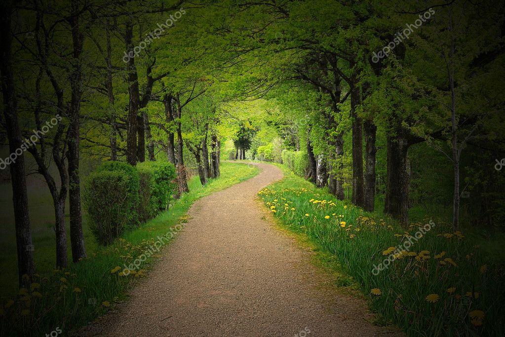 Mystical path through a dark forest — Stock Photo © SusaZoom #22227541
