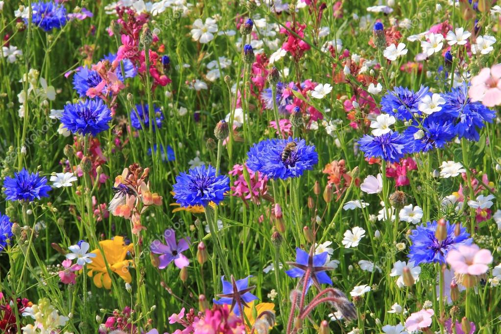 Beautiful wildflower meadow ⬇ Stock Photo, Image by © SusaZoom #31305067