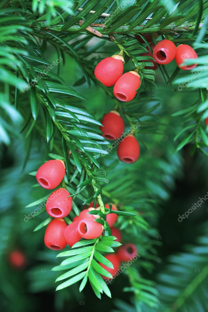Branch of yew tree with toxic berries Stock Photo by ©SusaZoom 35000777
