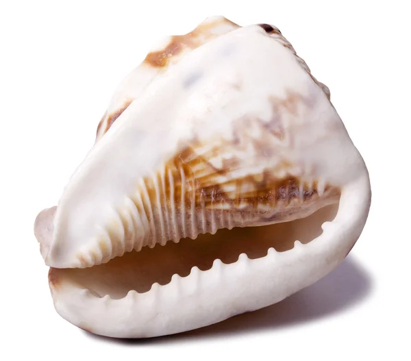 Barracuda skeleton and jaws — Stock Photo © agiampiccolo #27341555