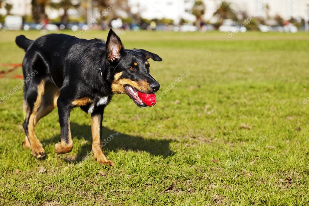 Doberman Pinscher Australian Shepherd Mix