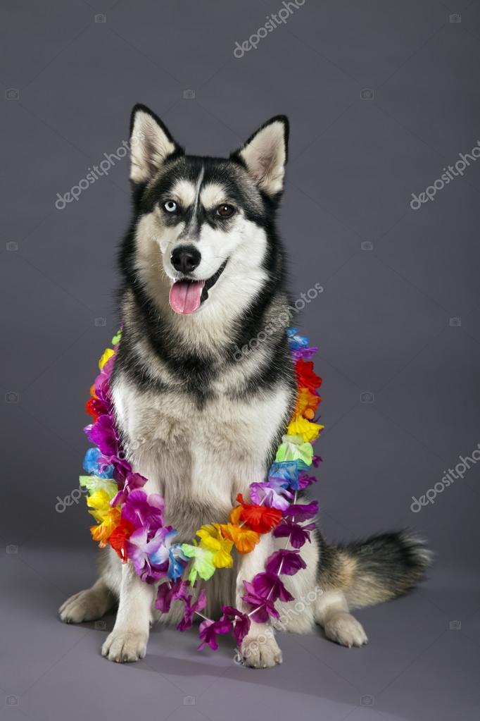 Are There Huskies In Hawaii