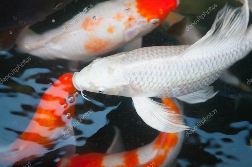 Koi o carpa china pez en el agua — Foto de Stock #39060207 — Depositphotos