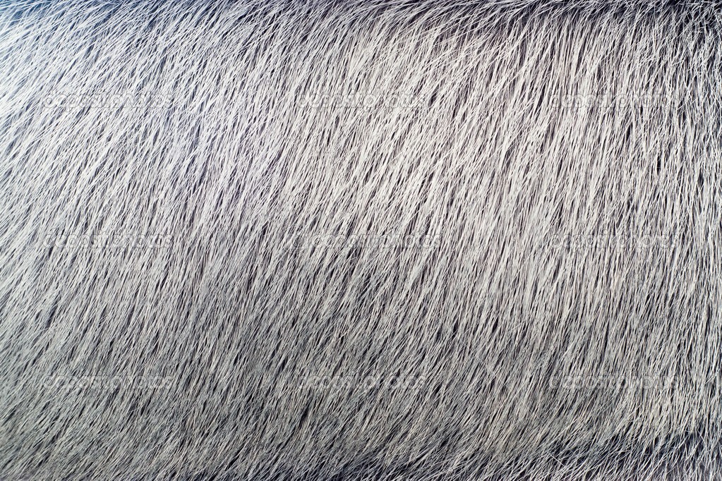 Texture from fur of gray-haired color — Stock Photo © malven #51563411