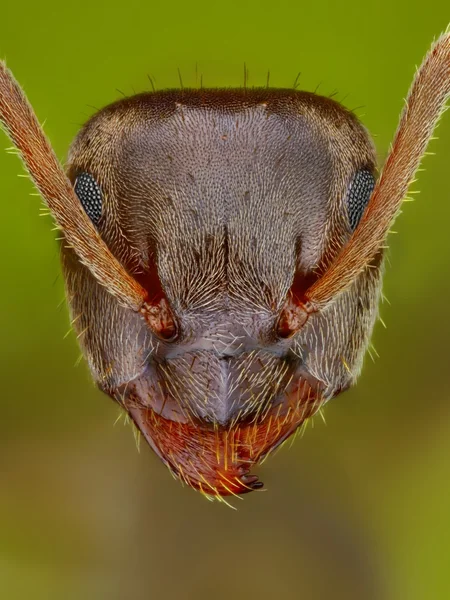 Microscopic view Stock Photos, Royalty Free Microscopic view Images ...