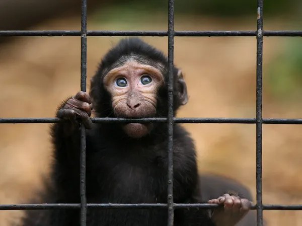 Sad monkey Stock Photos, Royalty Free Sad monkey Images | Depositphotos