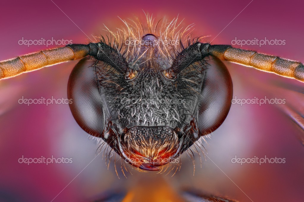 Bee Under Microscope