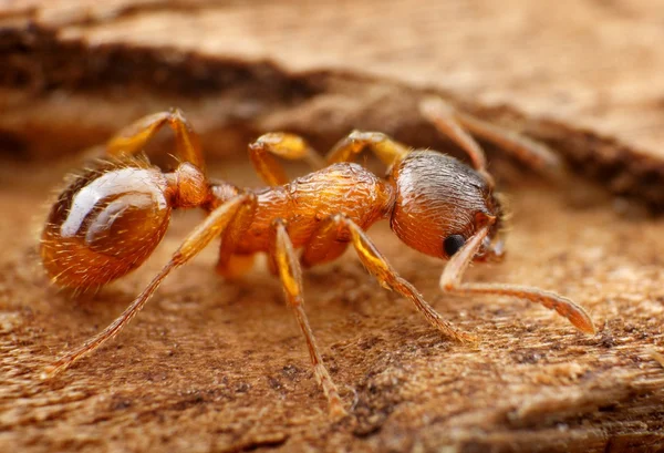 Myrmica Stock Photos, Royalty Free Myrmica Images | Depositphotos