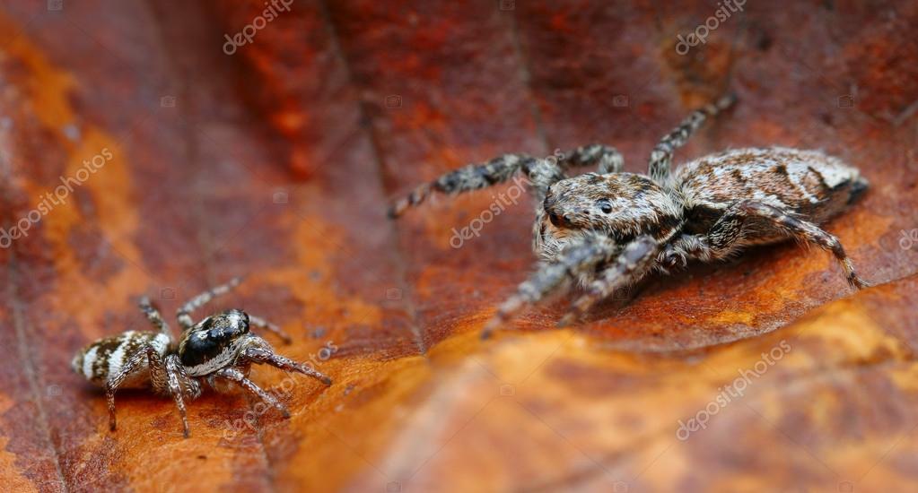 David and Goliath (different sized jumping spiders fighting) — Stock ...