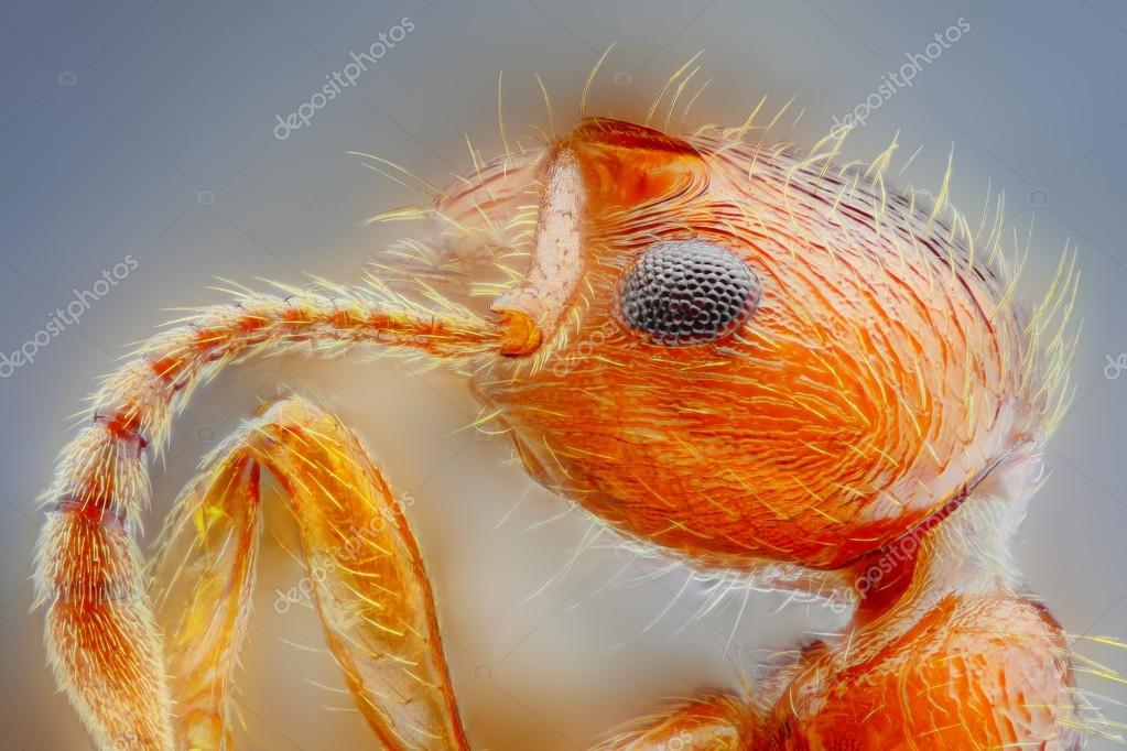 Ant Under Microscope