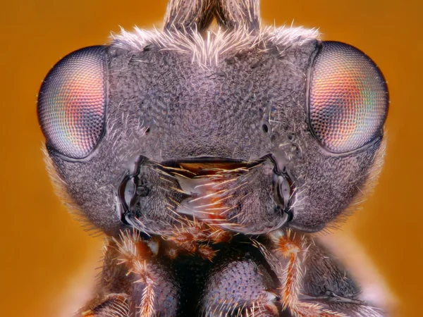 Insecte microscopique images libres de droit, photos de Insecte ...