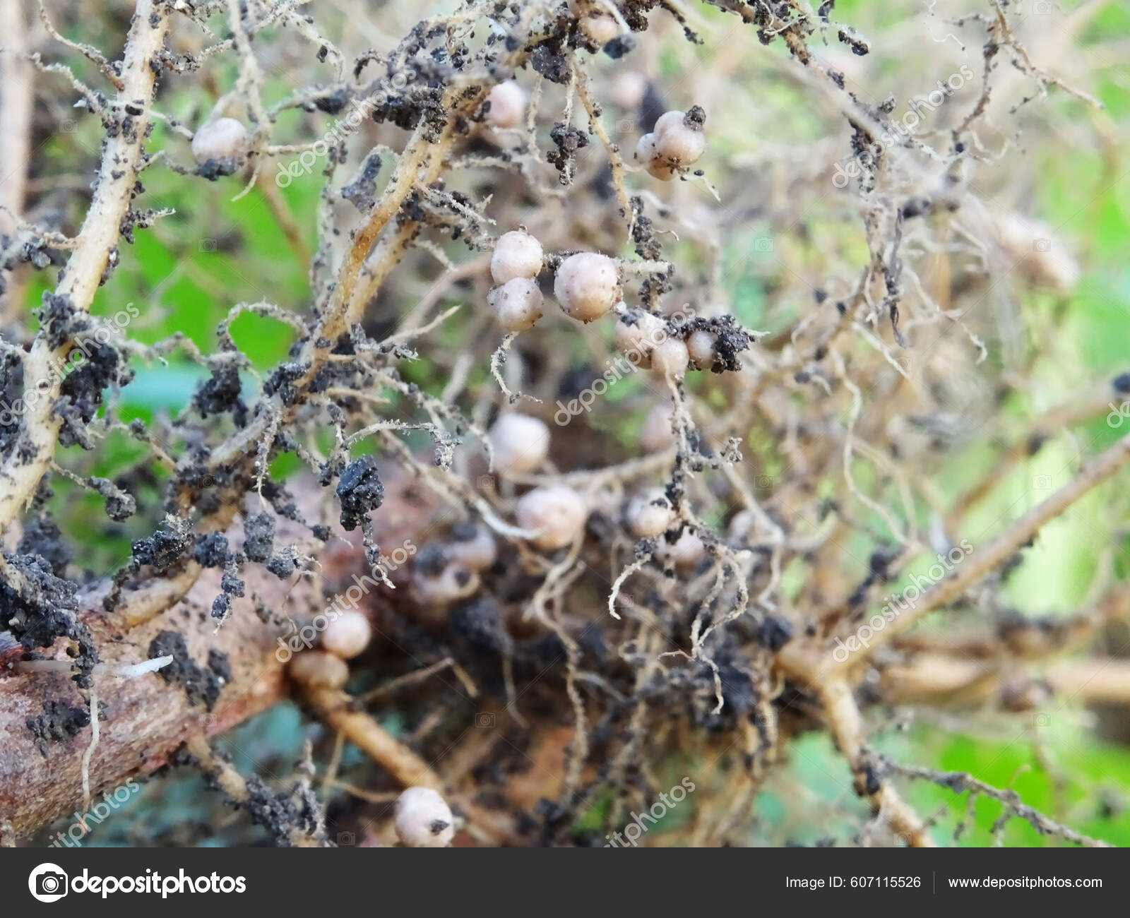Nitrogen Fixing Bacteria Legume Roots Close — Stock Photo © Fokus2017 ...