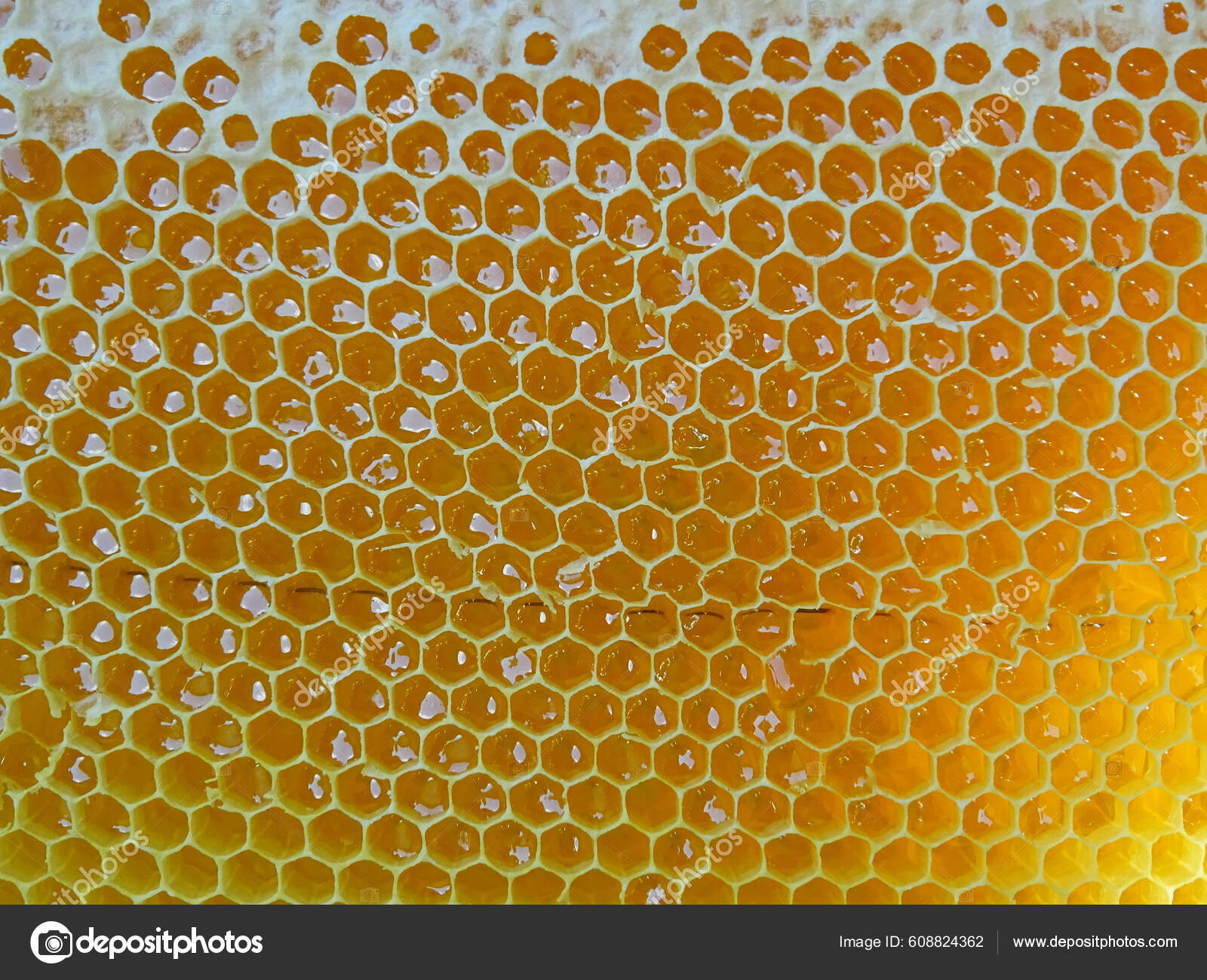 Honey Frame Collected Bees — Stock Photo © Fokus2017 #608824362