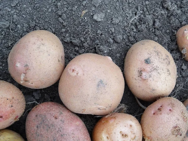 Crop of potatoes in the field close-up - Stock Image - Everypixel