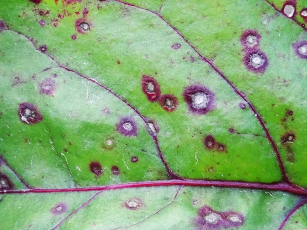 Cercospora leaf spot Stock Photos, Royalty Free Cercospora leaf spot ...
