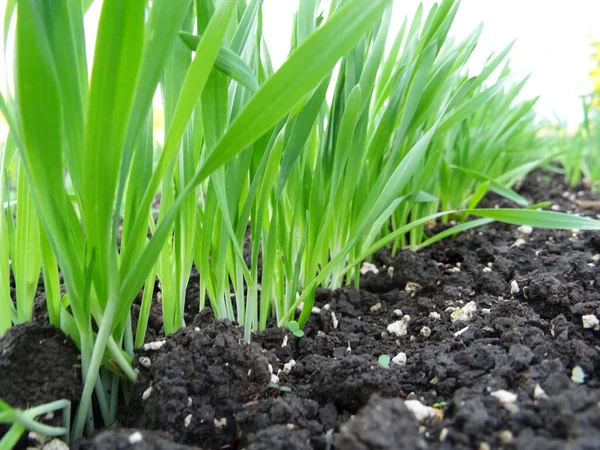 Wheat seedlings in the field close-up, crop cultivation - Stock Image ...
