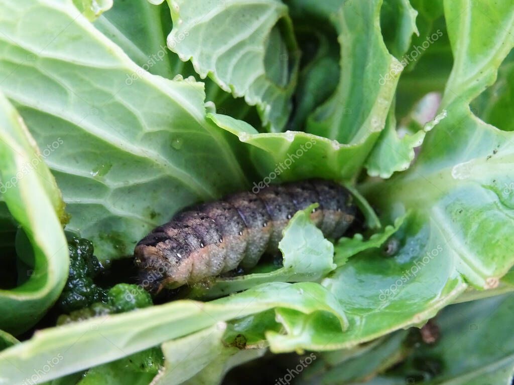 Pérdida del cultivo de repollo, plantas dañadas por orugas 2023