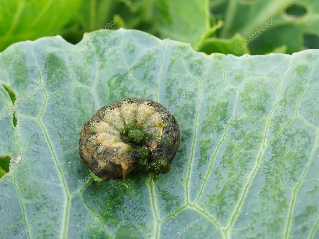 Pérdida del cultivo de repollo, plantas dañadas por orugas 2022