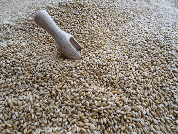 Grain sampling Stock Photos, Royalty Free Grain sampling Images ...