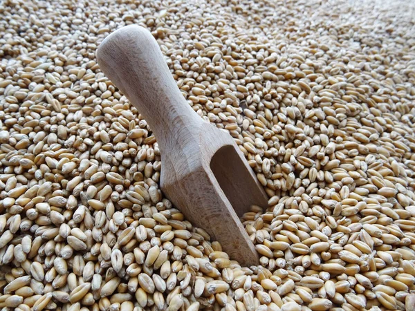 Grown crop of cereals, wheat seeds close-up - Stock Image - Everypixel