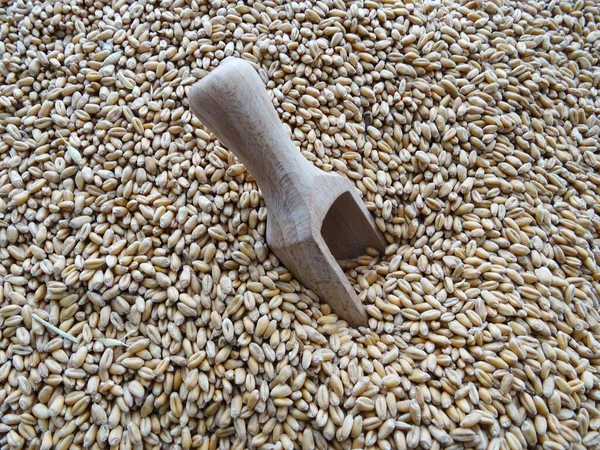 Mosto de grão fermentado Stock Photos, Royalty Free Mosto de grão ...