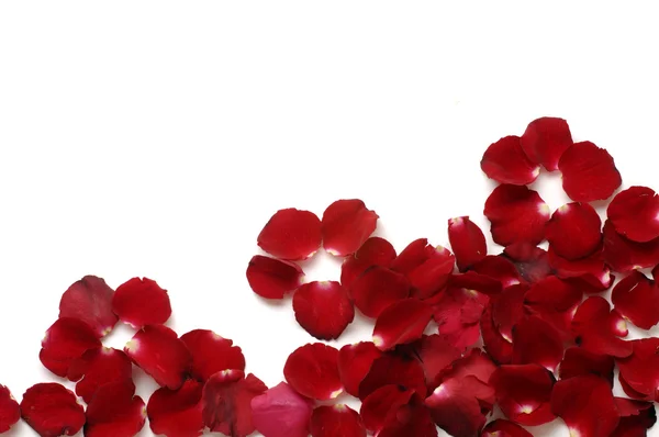 Red rose petals — Stock Photo © mblach #4486222